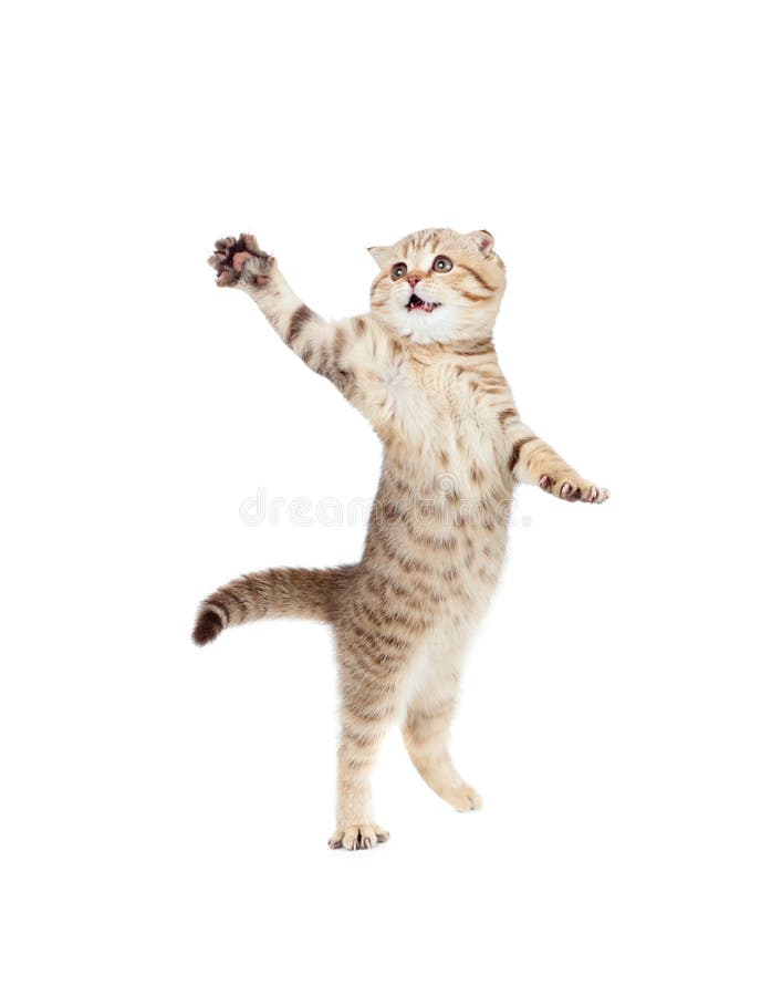 Springende Katze Striped Scottishfalte Getrennt Stockfoto - Bild von ...