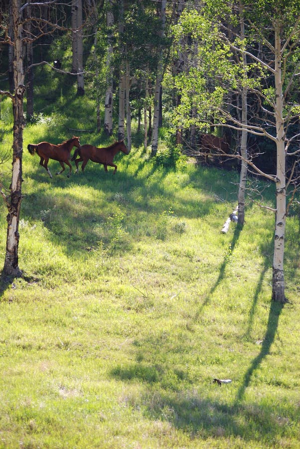 Springende Pferde stockfoto. Bild von hügel, drei, espe - 5868144