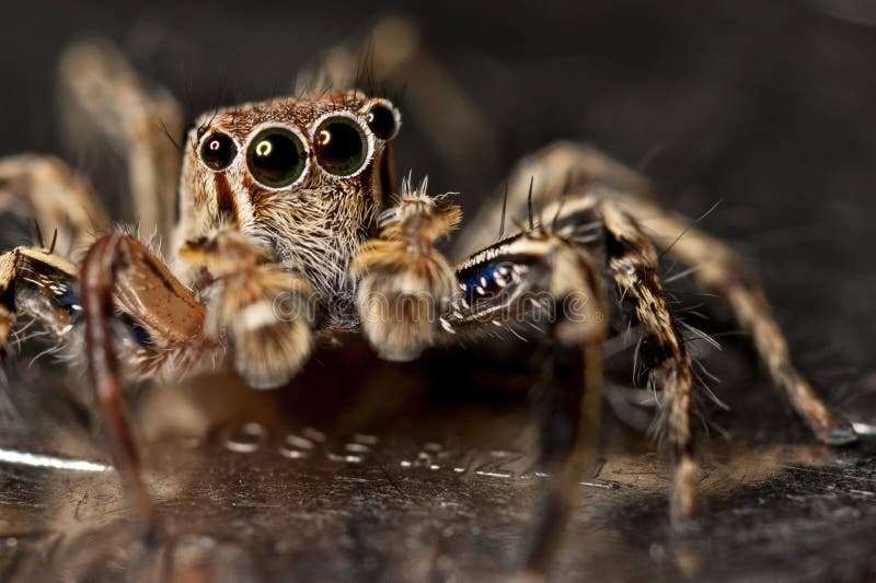 Springende Spinne (Nahaufnahme) Stockbild - Bild von spinne, james ...