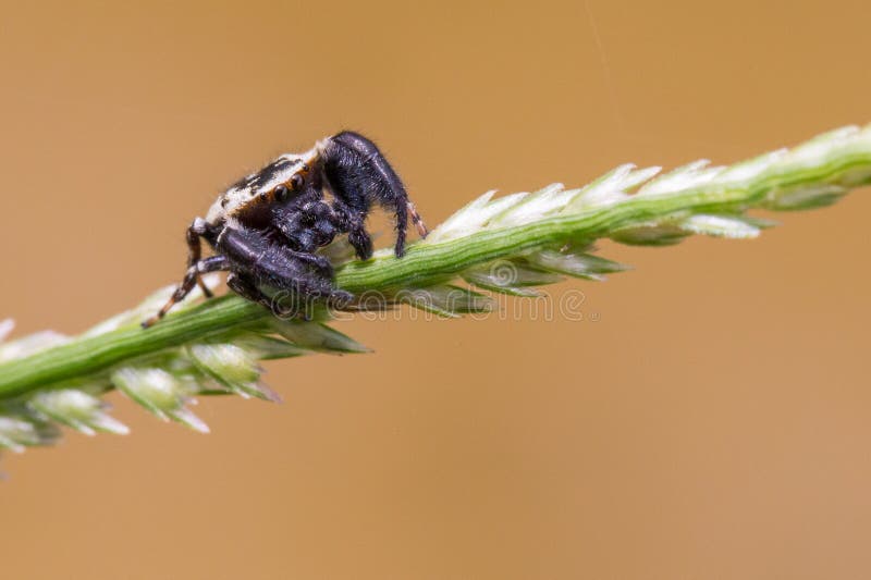 Springende Spinne, Die Insekt Isst Stockfoto - Bild von insekt, hong ...