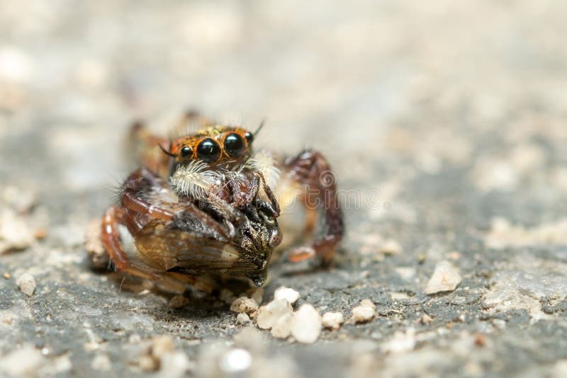 Springende Spinne stockbild. Bild von spinne, nahaufnahme - 48545993