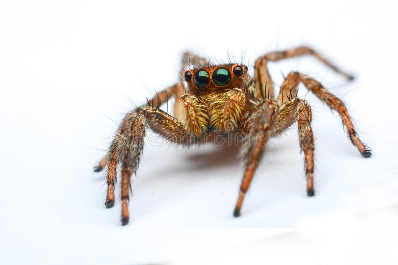 Springende Spinne Von Der Türkei Stockbild - Bild von truthahn ...