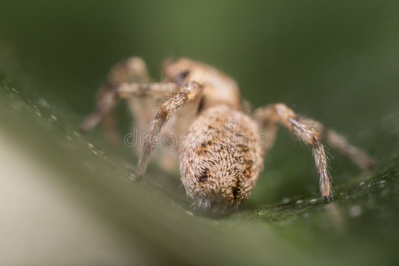 Springende Spinne - Salticidae Stockbild - Bild von hintergrund, braun ...