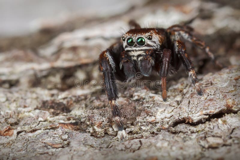 Springende Spinne Auf Der Baumrinde Stockfoto - Bild von auge, tier ...