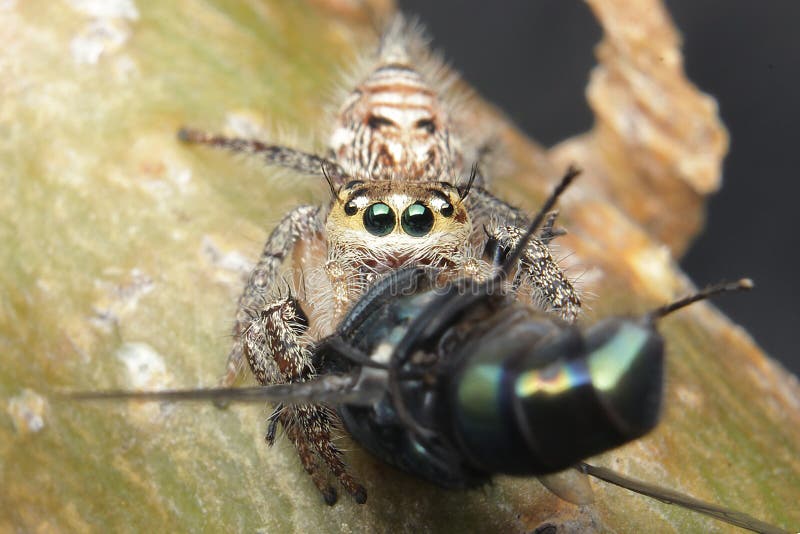 Springende Spinne, Die Insekt Isst Stockfoto - Bild von spinne, nave ...
