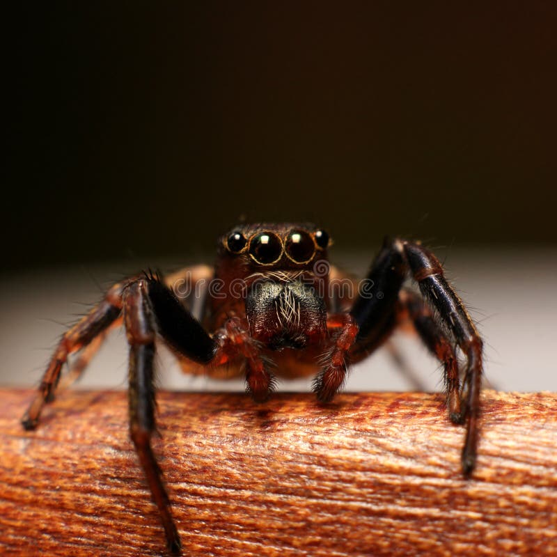 Springende Spinnen-Nahaufnahme Stockbild - Bild von spiderweb, seide ...