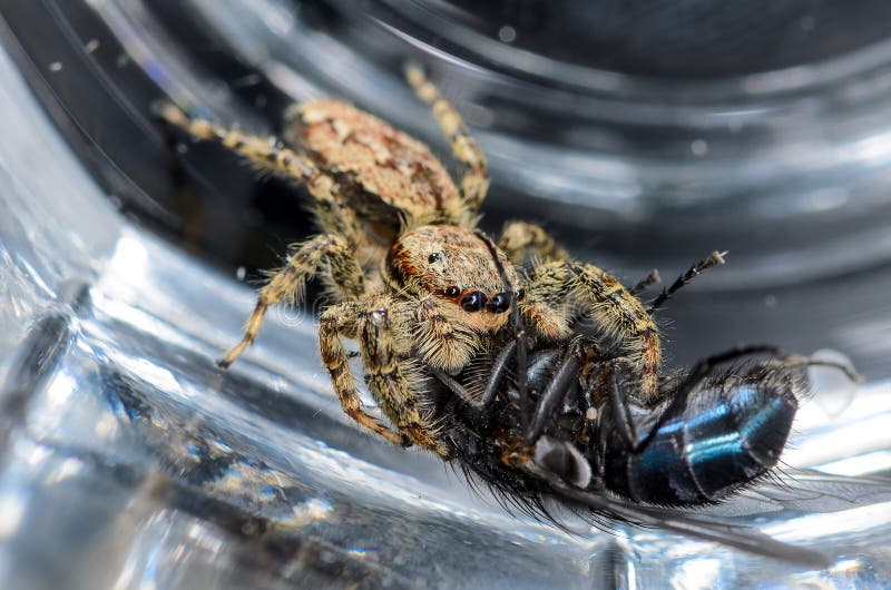 Springende Spinne Mit Fliege Stockbild - Bild von insekt, horizontal ...