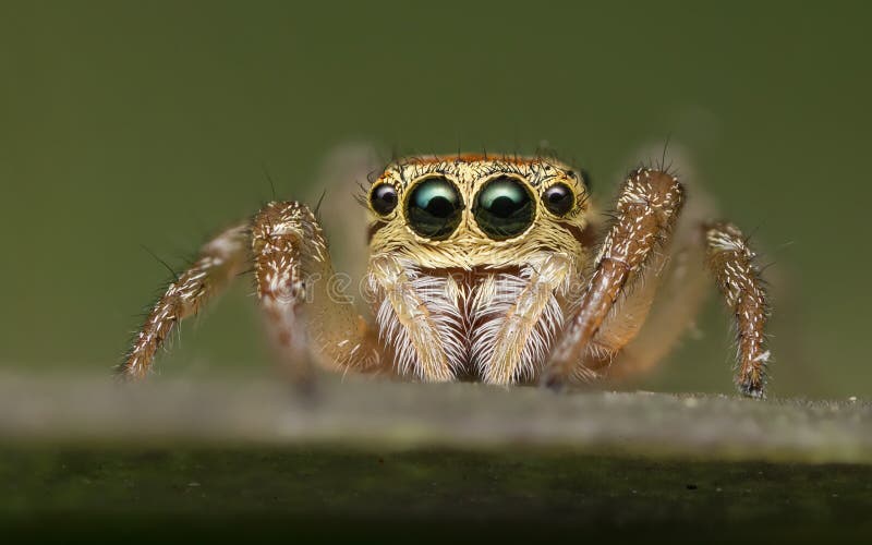 Springende Spinne - Salticidae Stockbild - Bild von hintergrund, braun ...