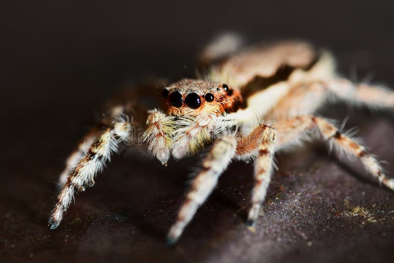 Springende Spinnen-Nahaufnahme Stockbild - Bild von crawly, frech: 15461945