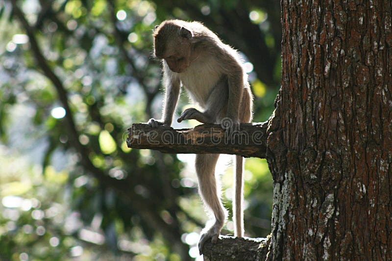 Springender Affe Direkt Oben Stockbild - Bild von fotographie, porträt ...