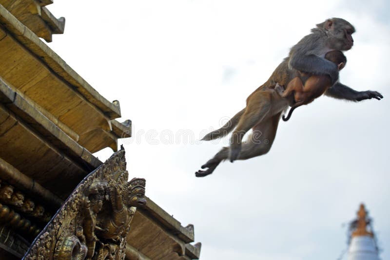 Springender Affe Direkt Oben Stockbild - Bild von primas, wald: 32629215