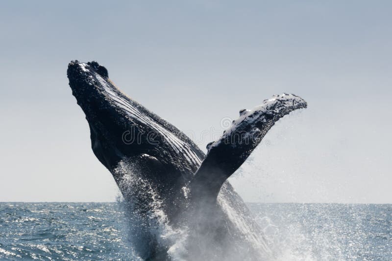 Buckelwal springt, Ecuador stockfoto. Bild von park, ecuador - 51126330