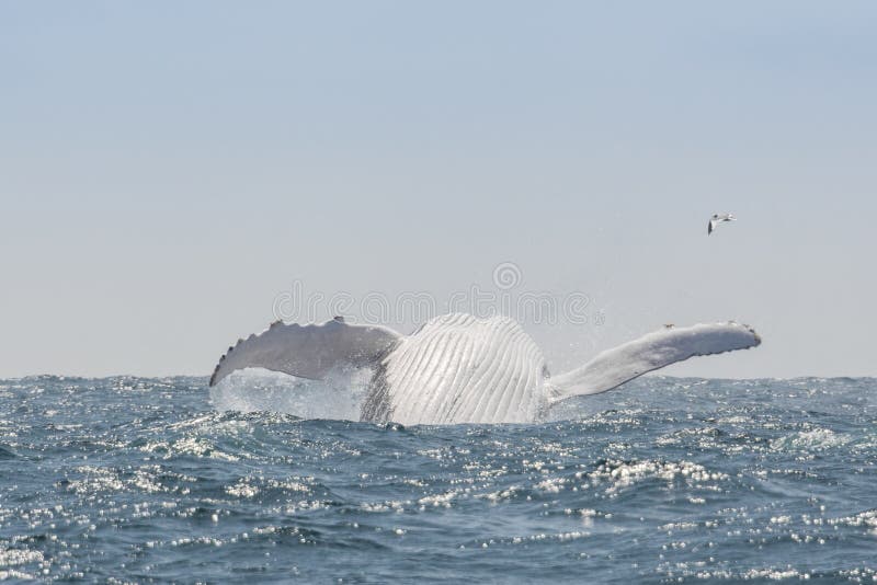 Springender Buckel-Wal, Ecuador Stockfoto - Bild von hafen, amerika ...