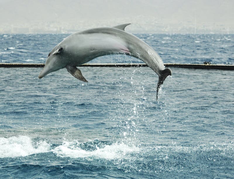 Delphin stockfoto. Bild von einzeln, draussen, sprünge - 7672006