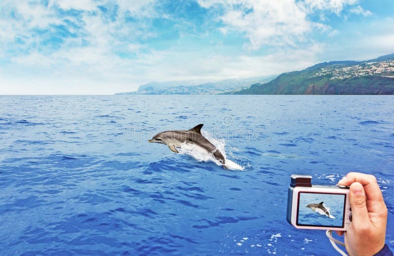 Springender Delphin stockbild. Bild von atlantisch, freundlich - 31589587