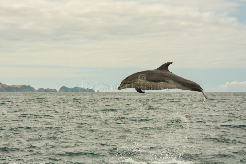 Springender Delphin in Der Bucht Von Inseln Stockfoto - Bild von inseln ...