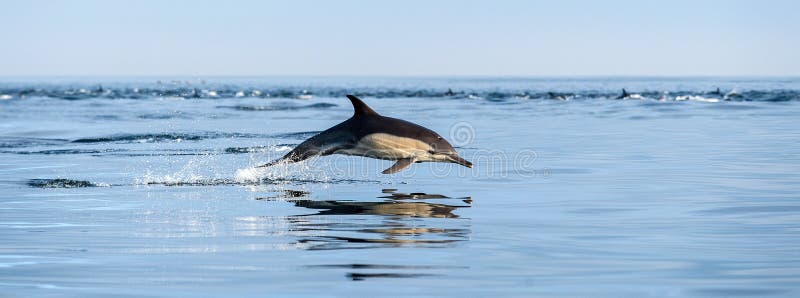 Springender Delphin Im Ozean Stockfoto - Bild von schnell, leben: 127174590