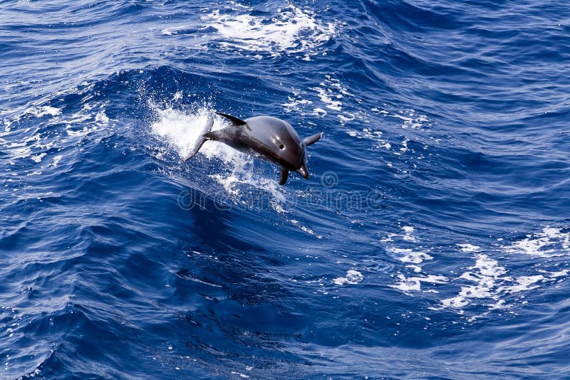 Springender Delphin Im Tiefen Blauen Meer Stockbild - Bild von sprung ...