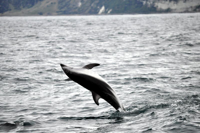 Springender Delphin in Kaikoura, Neuseeland Stockfoto - Bild von hoch ...