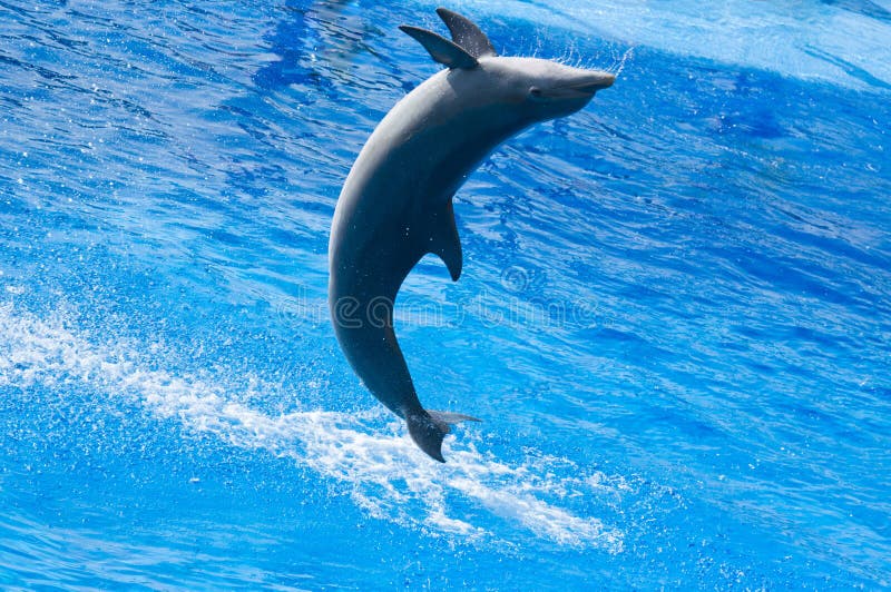 Springender Delphin in Spanien Stockbild - Bild von blau, wasser: 70128007