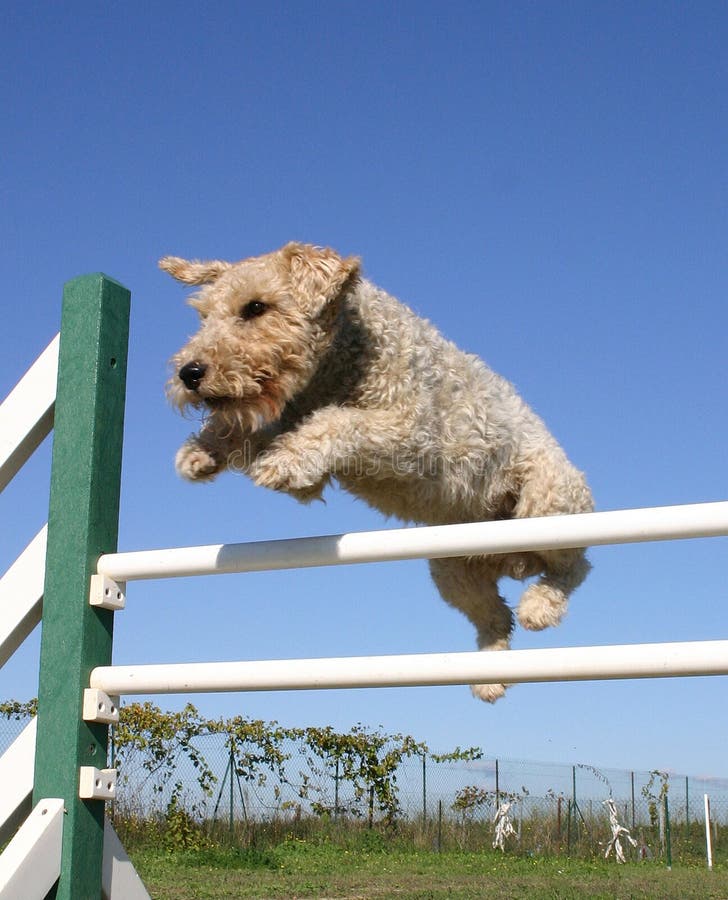 Springender Hund stockbild. Bild von terrier, gelb, beweglichkeit - 8738149