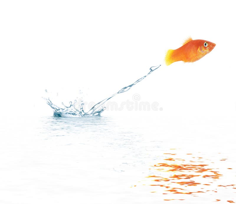 Springender Goldfish stockbild. Bild von sprung, antrieb - 2035435