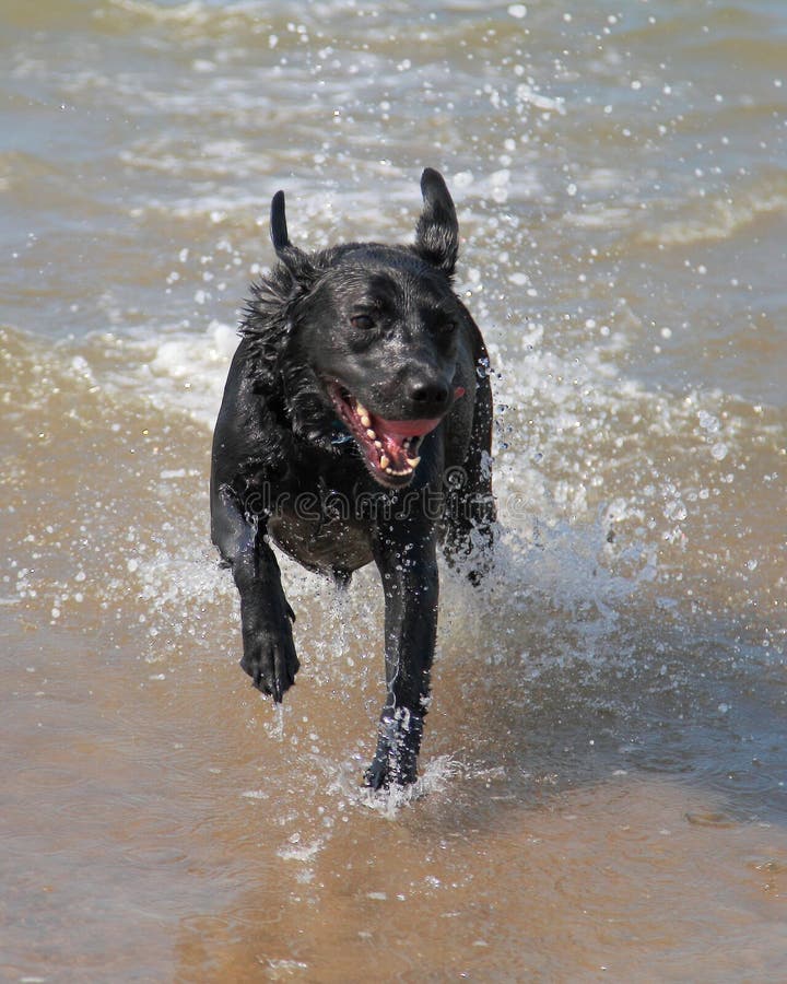 Springender Hund 2 Stockfotos und Bilder - Laden Sie 461 lizenzfreie ...