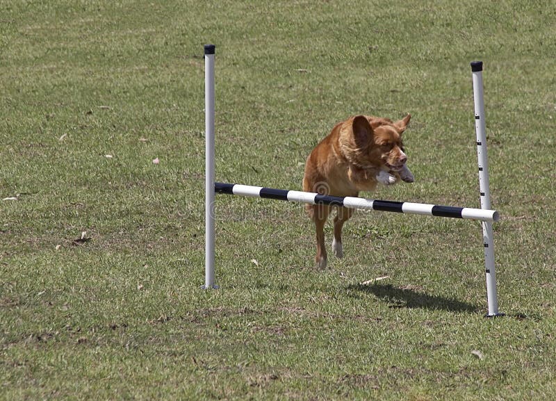 Springender Hund stockbild. Bild von bord, erscheinen, bemühung - 694915