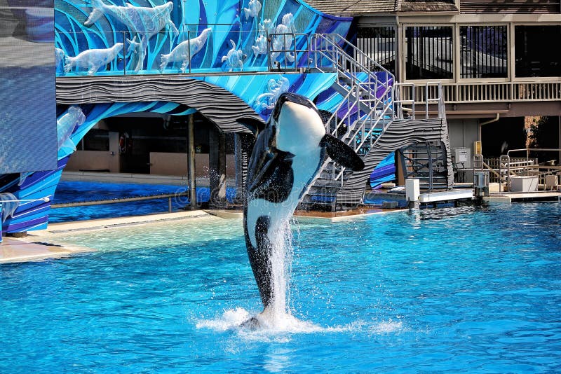 Springender Wal Fotos - Kostenlose und Royalty-Free Stock-Fotos von ...