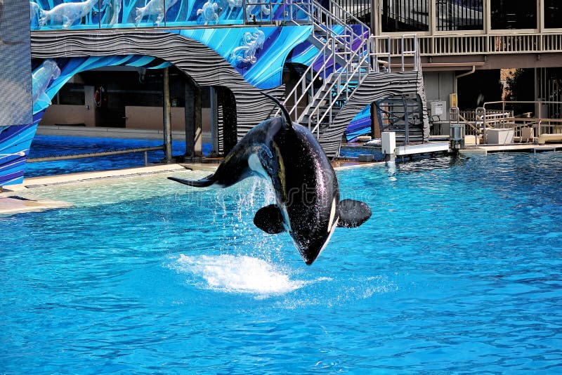 Springender Wal Fotos - Kostenlose und Royalty-Free Stock-Fotos von ...