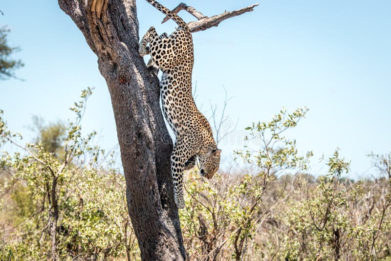 Springender Leopard Archivbilder - Abgabe des Download-5 geben Fotos frei