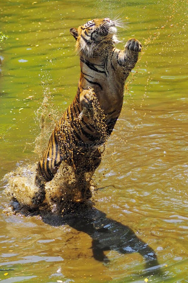 Springender Tiger Stockfotos und Bilder - Laden Sie 31 lizenzfreie ...