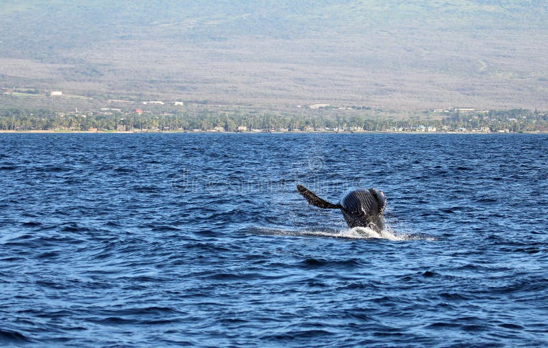 Springender Wal, Fraser Island, Australien, Queensland Stockbild - Bild ...