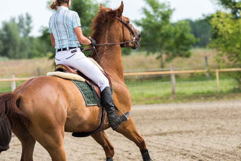 Reitersporte, Springendes Pferd, Show-Springen Stockfoto - Bild von ...