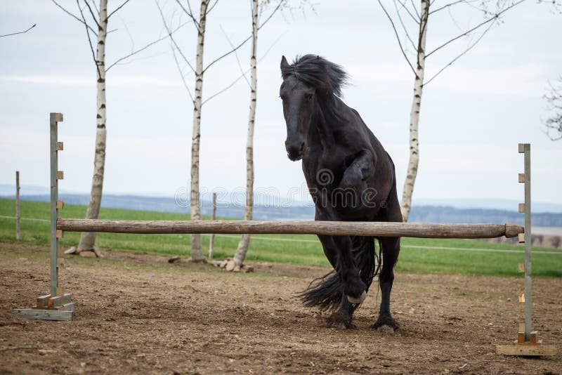 Springendes Friesisches Pferd Stockfoto - Bild von mähne, rückseite ...