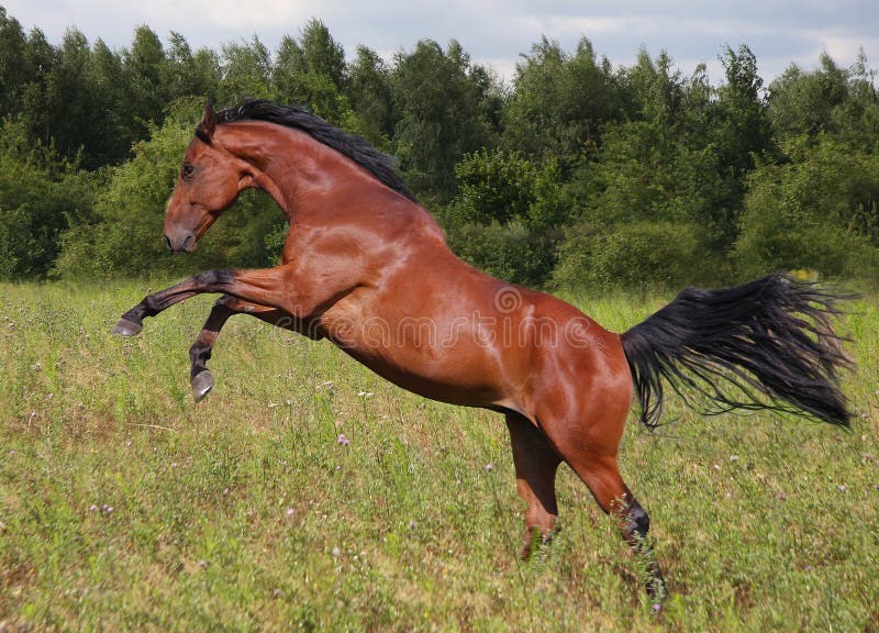Springendes Pferd stockbild. Bild von freude, pferd, energie - 11078851