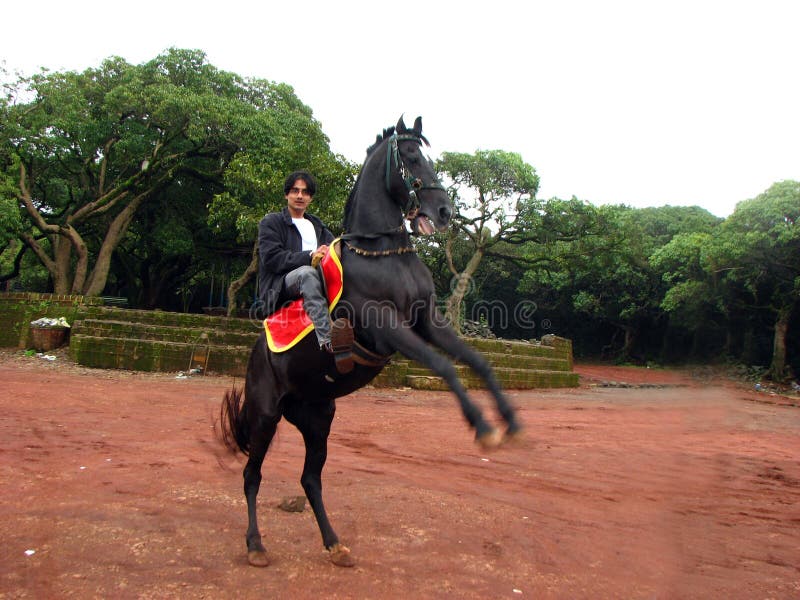 Springendes Pferd stockfoto. Bild von sträuben, glück - 2844484