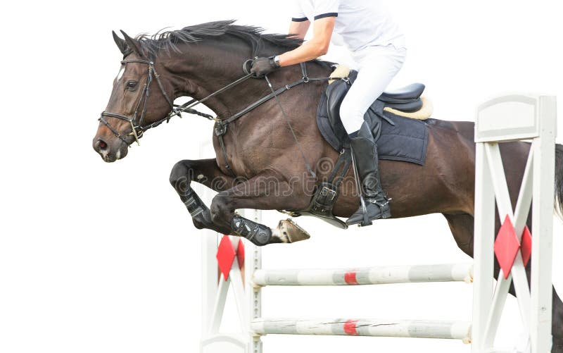 Das Pferd Springend Auf Schwarzen Hintergrund Stockfoto - Bild von ...