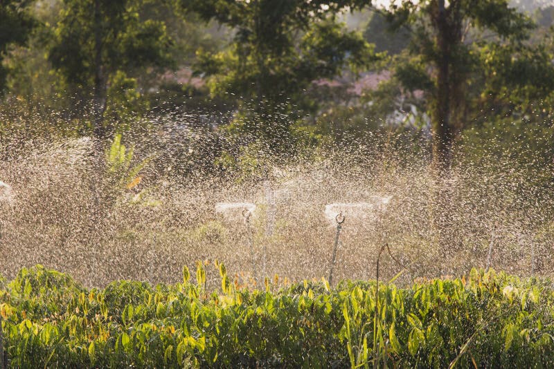 Springer stock image. Image of tree, garden, farming - 38145273