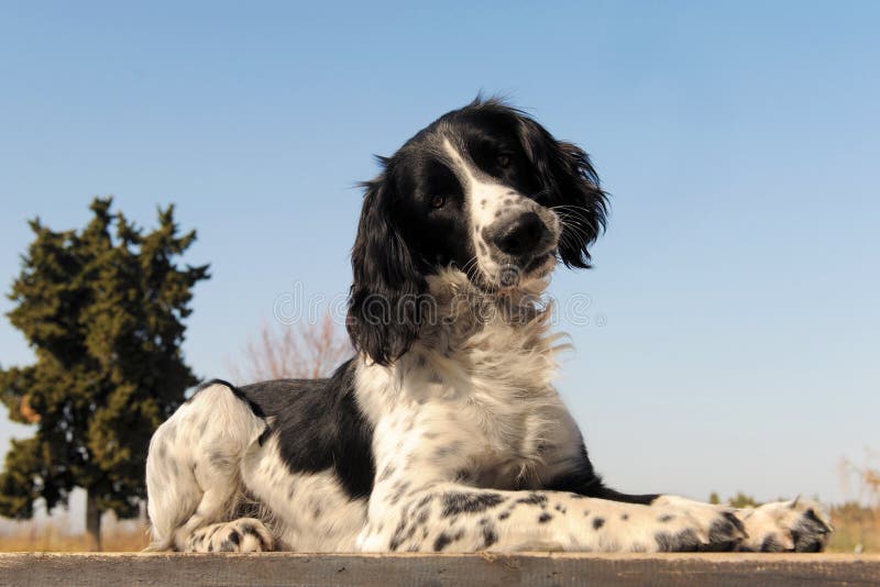 Springer spaniel stock photo. Image of cute, black, hunting - 23854142