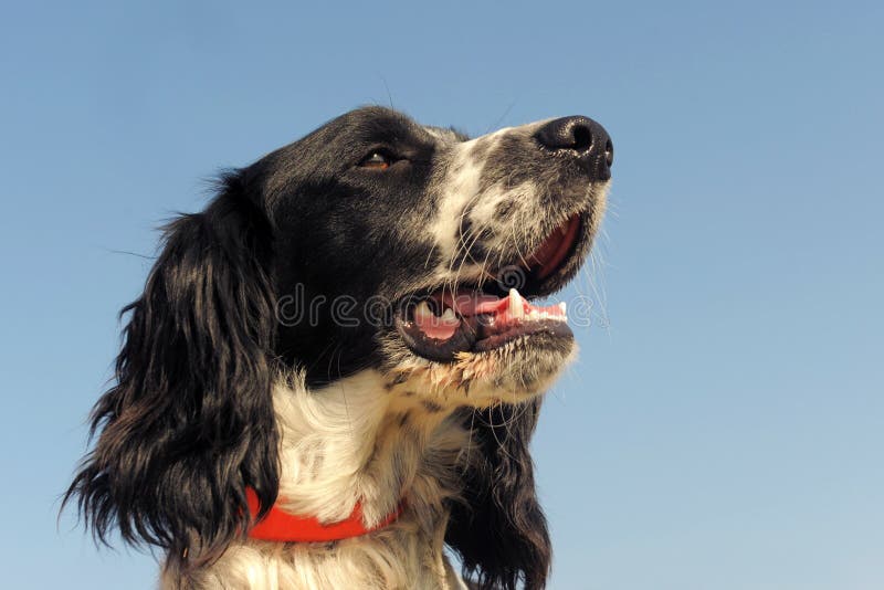 Springer spaniel stock image. Image of collar, portrait - 23854195