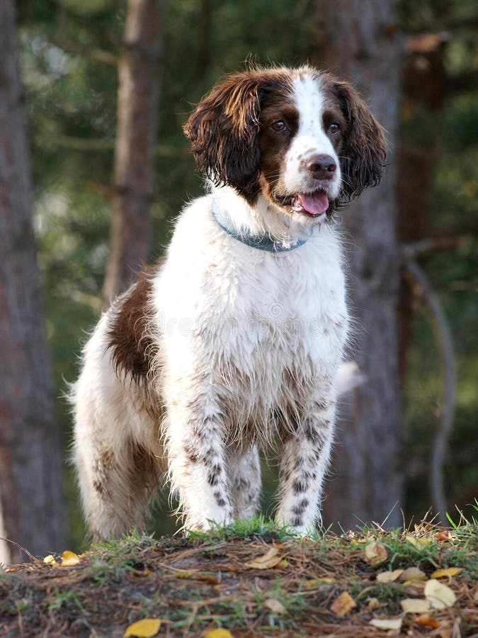 English Pointer stock image. Image of cute, white, pedigree - 21673729