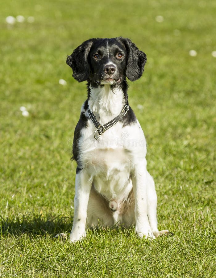 641 Black White Springer Spaniel Stock Photos - Free & Royalty-Free ...