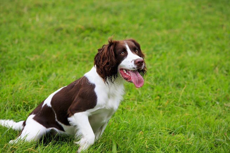 Springer Spaniel in Classic Pose Stock Image - Image of white, grass ...