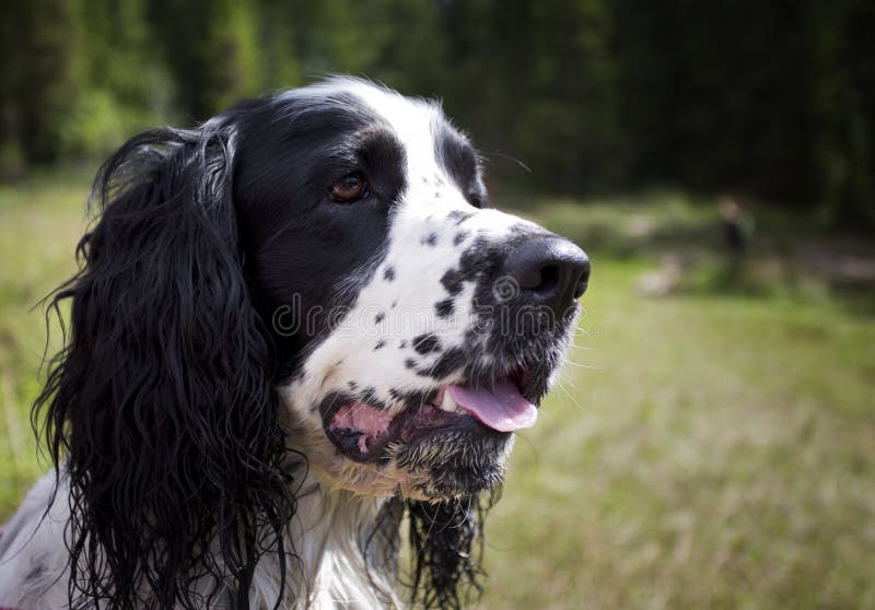 Springer spaniel stock photo. Image of spaniel, grass - 45106884