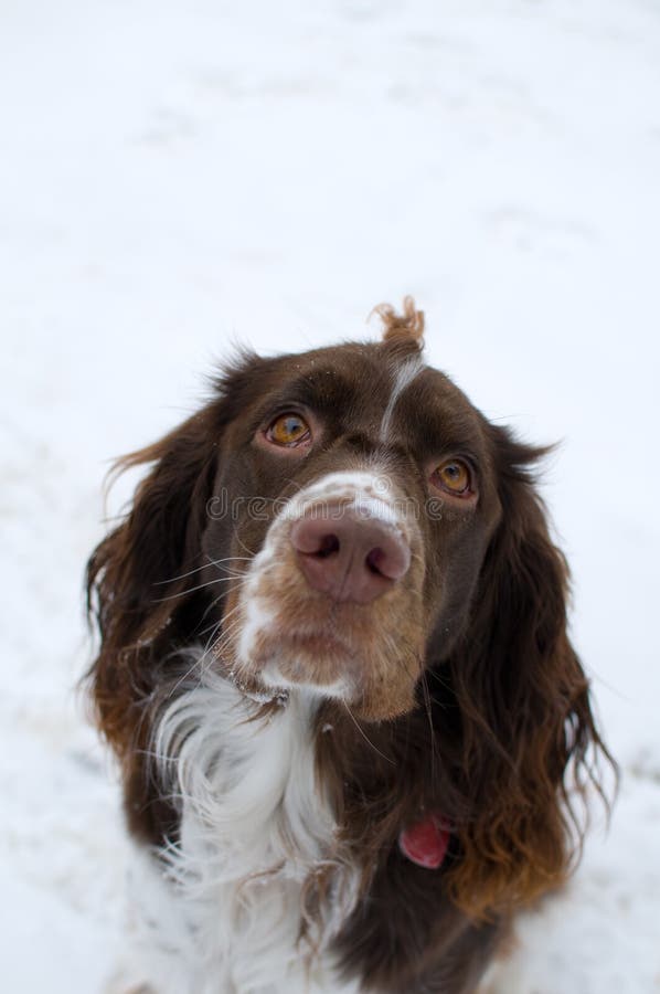 Springer spaniel dog stock image. Image of winter, cute - 17377051