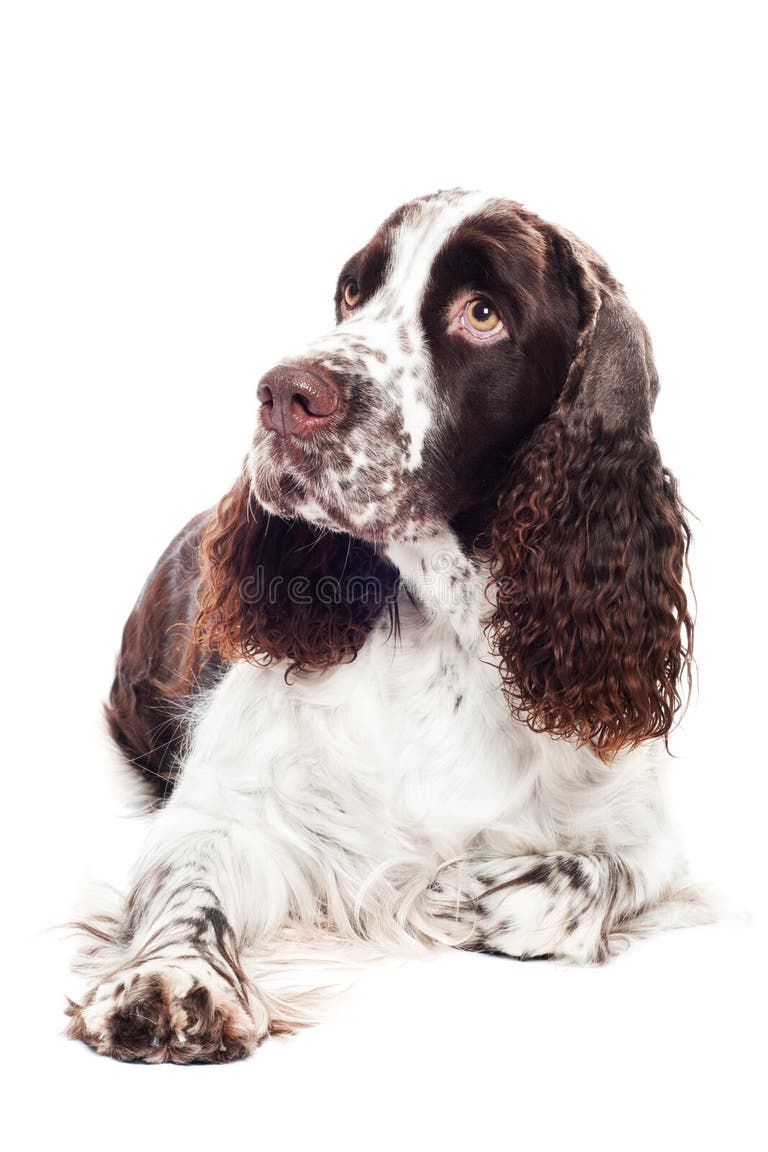349 Welsh Springer Spaniel Puppy Stock Photos - Free & Royalty-Free ...
