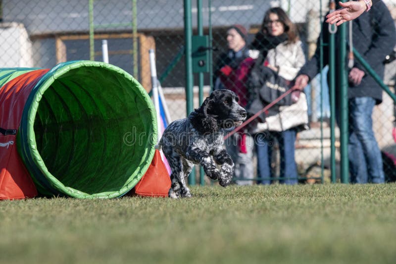 A Springer Spaniel Dog at Agility Competitions. Stock Photo - Image of ...