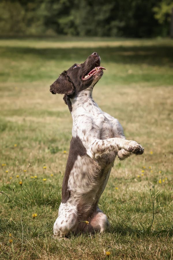 Springer Spaniel Dog in a Field in Bracknell Giving Paws Stock Image ...