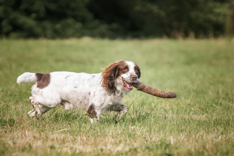 Springer Spaniel Dog in a Field in Bracknell Stock Image - Image of ...
